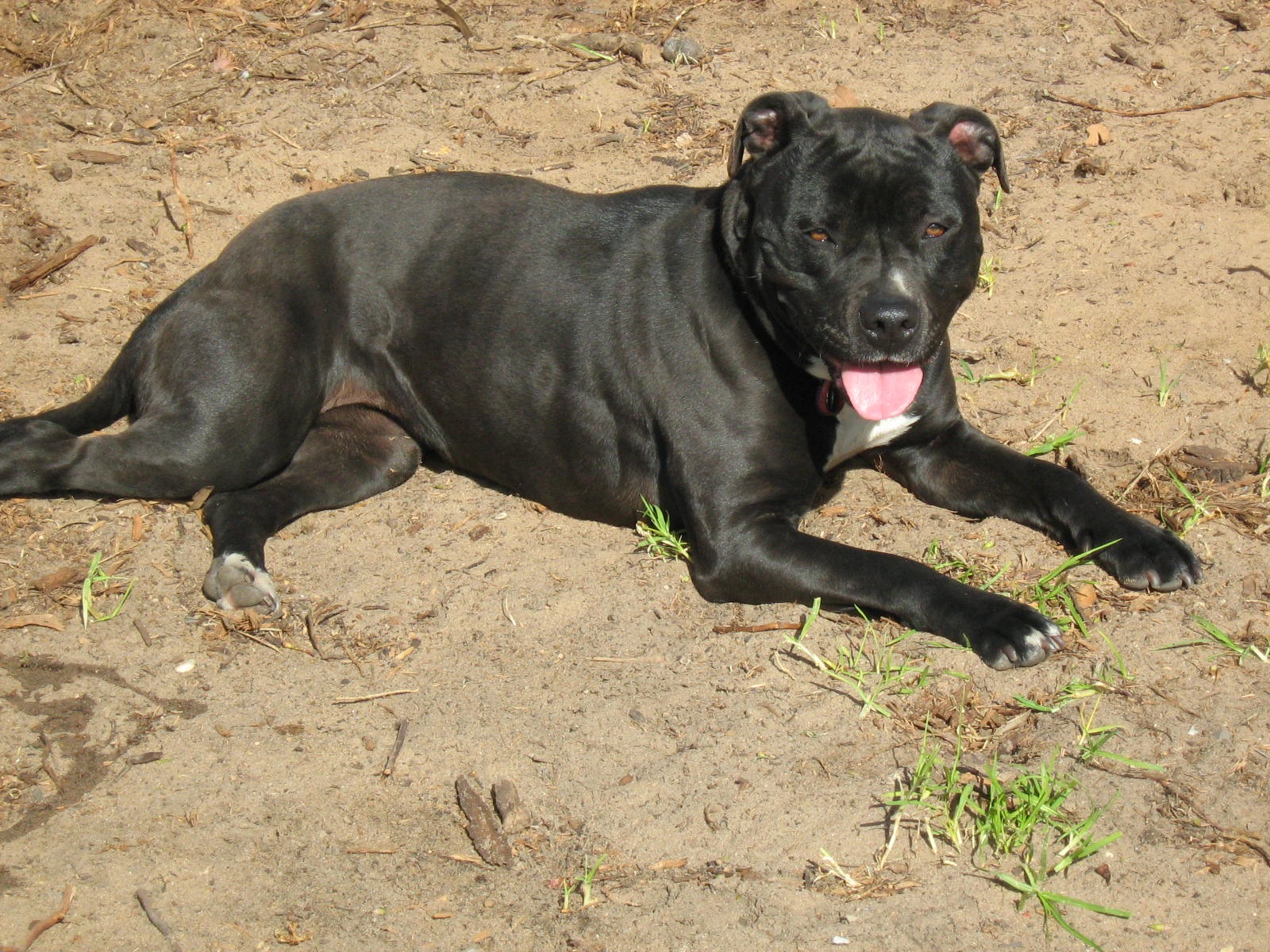 The Dog Nanny image Gallery